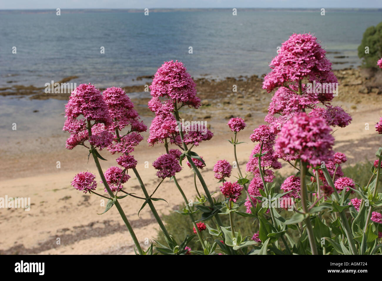 Local Flora Kangaroo Island Australia Stock Photo - Alamy