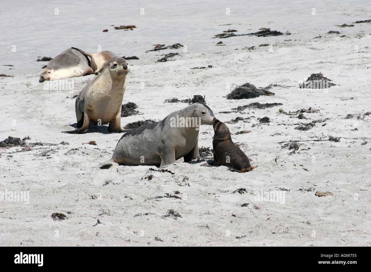 Sea Lions Seal Bay Conservation Park Kangaroo Island Australia Stock ...