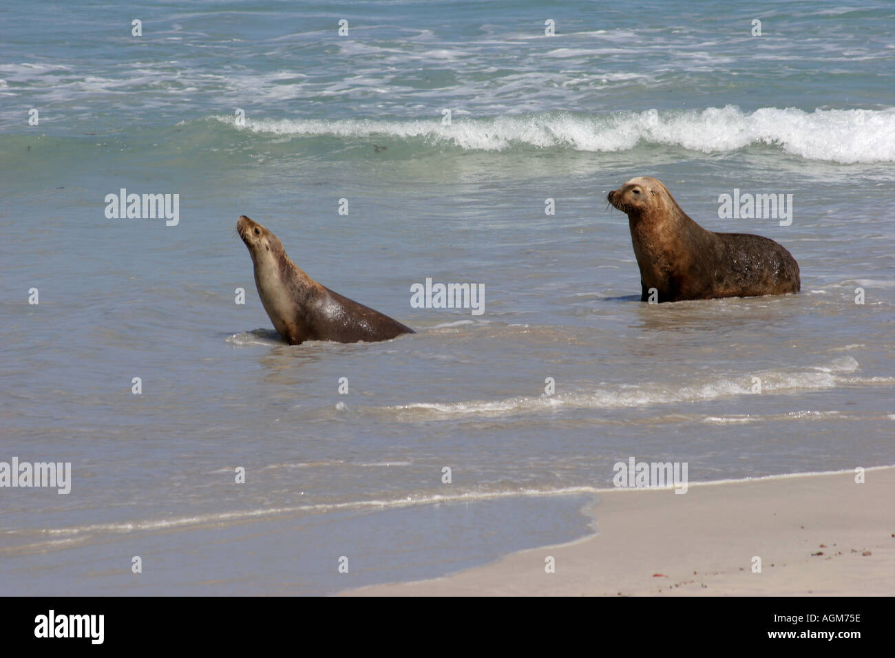 Sea Lions Seal Bay Conservation Park Kangaroo Island Australia Stock ...