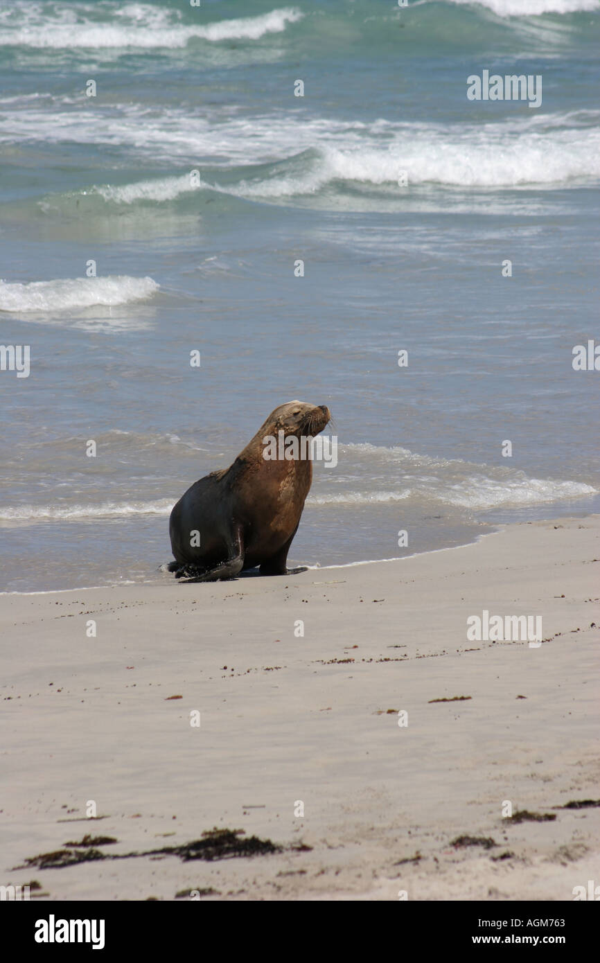 Sea Lion Seal Bay Conservation Park Kangaroo Island Australia Stock ...