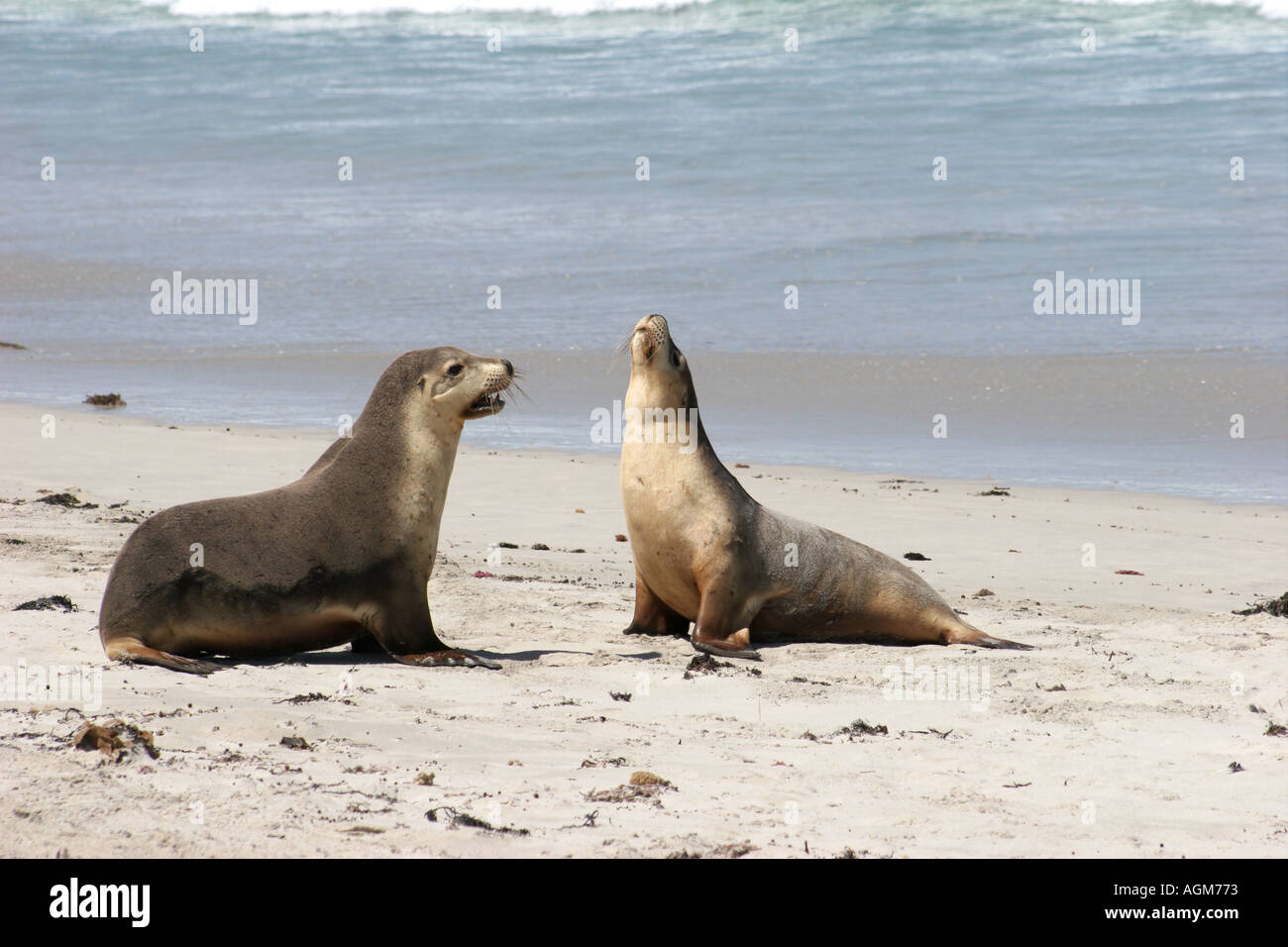 Sea Lions Seal Bay Conservation Park Kangaroo Island Australia Stock ...