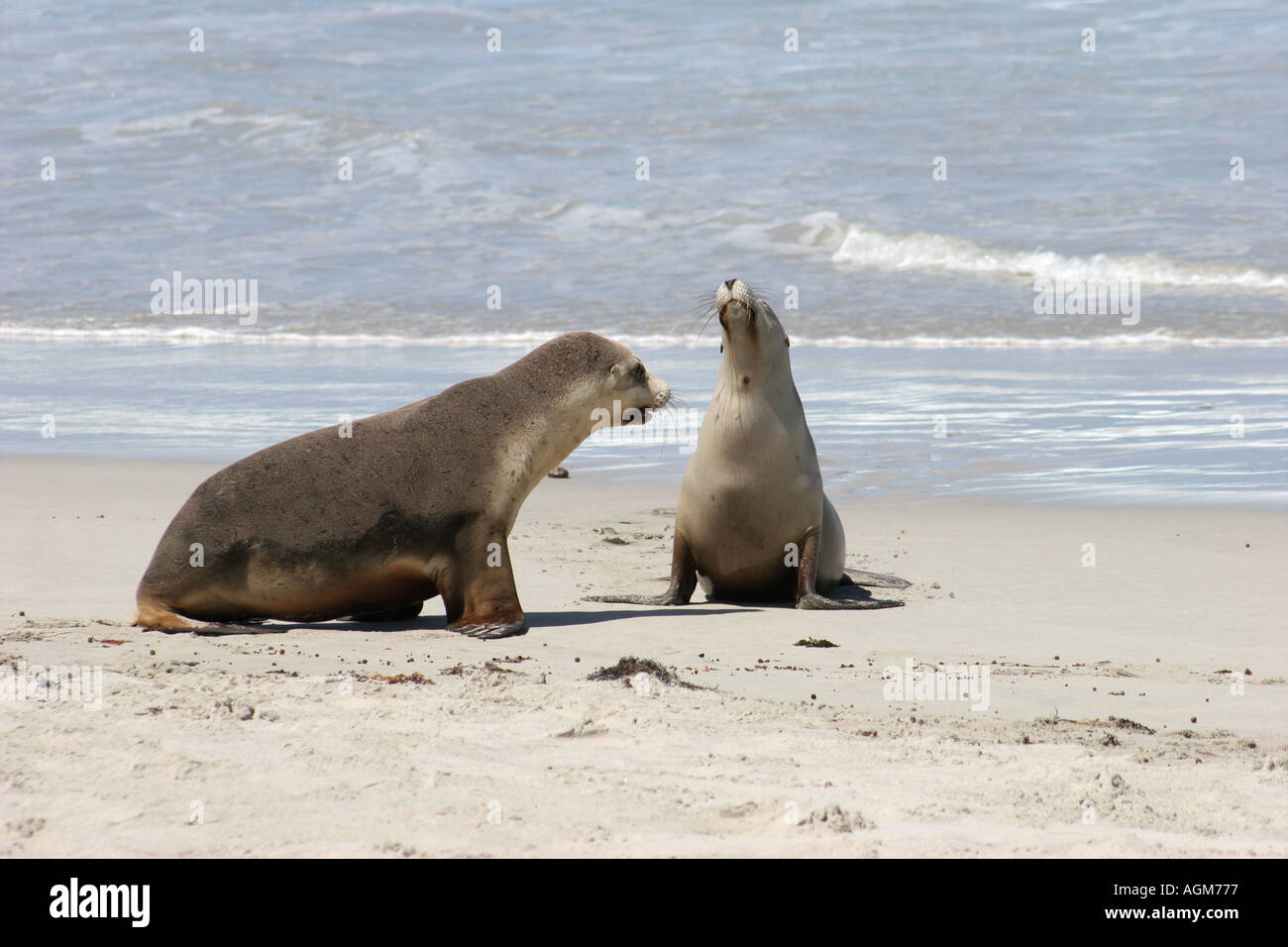 Sea Lions Seal Bay Conservation Park Kangaroo Island Australia Stock ...