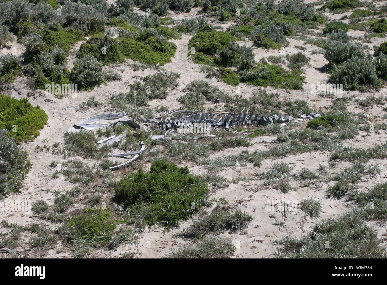 Skeleton of Humpback Whale Megaptera Novaeangliae Seal Bay Conservation ...