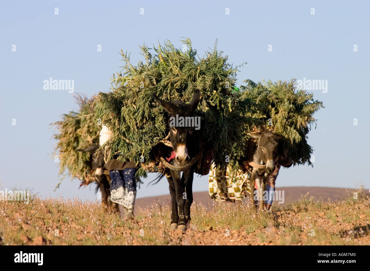 Donkeys at work in the Moroccan desert near the town of Ouarzazate ...