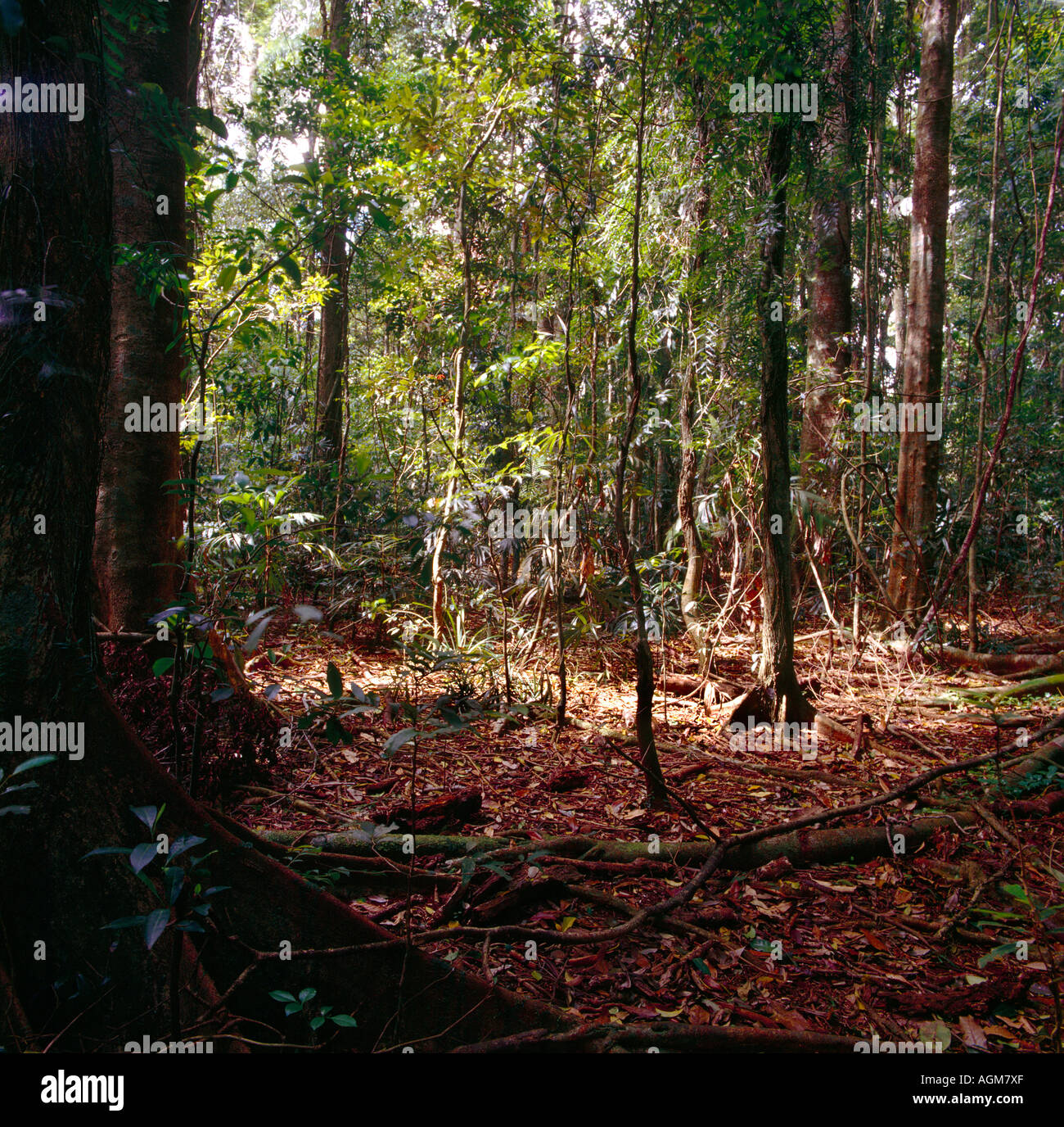 Australia Queensland Rainforest Stock Photo - Alamy