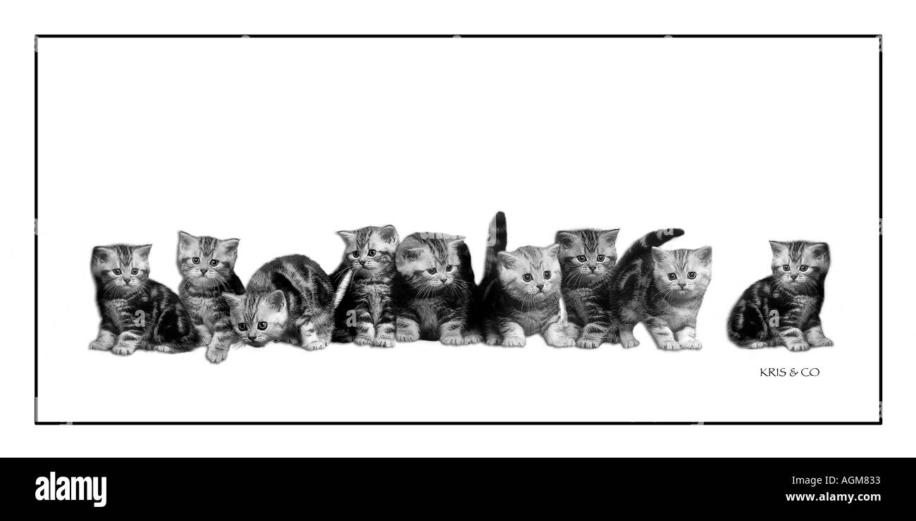 Black family birthday party Cut Out Stock Images & Pictures - Alamy