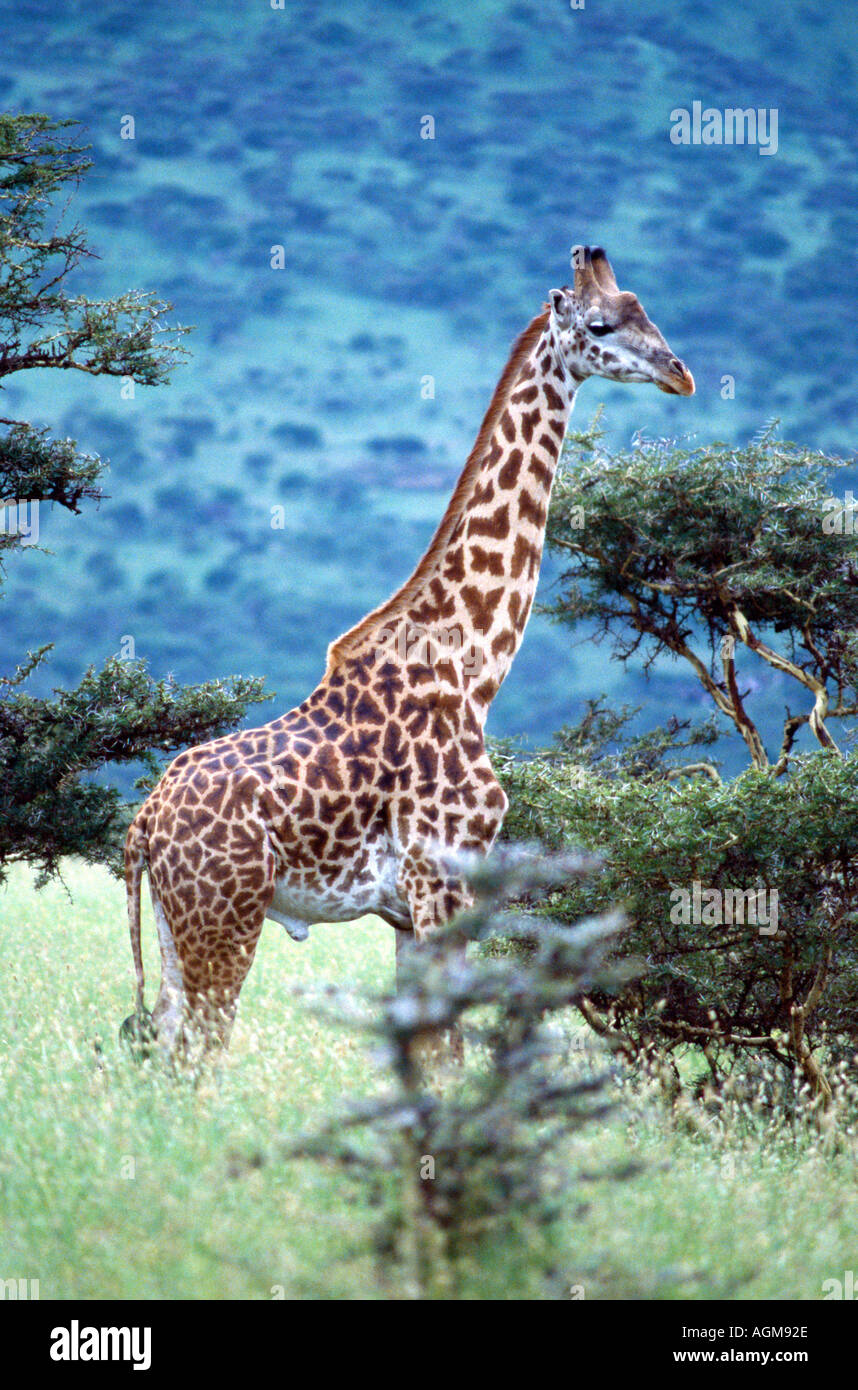 Bull giraffe hi-res stock photography and images - Alamy