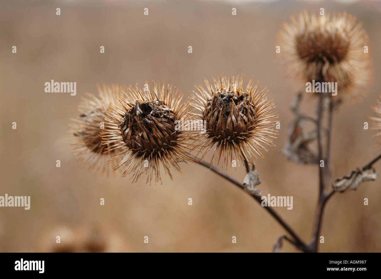Bur plant hi-res stock photography and images - Alamy