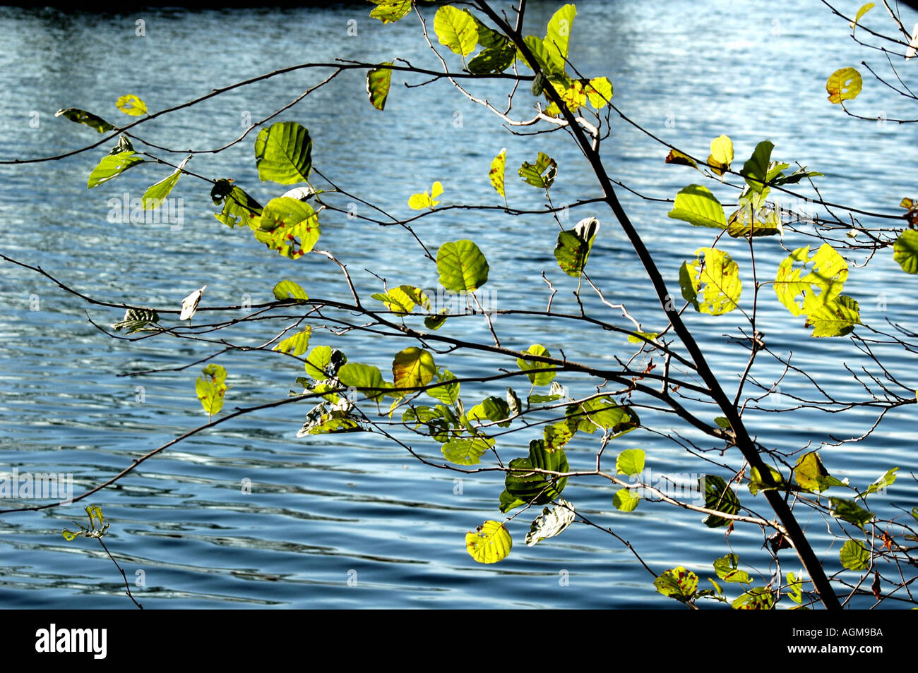 Water through leaves and twigs Stock Photo - Alamy