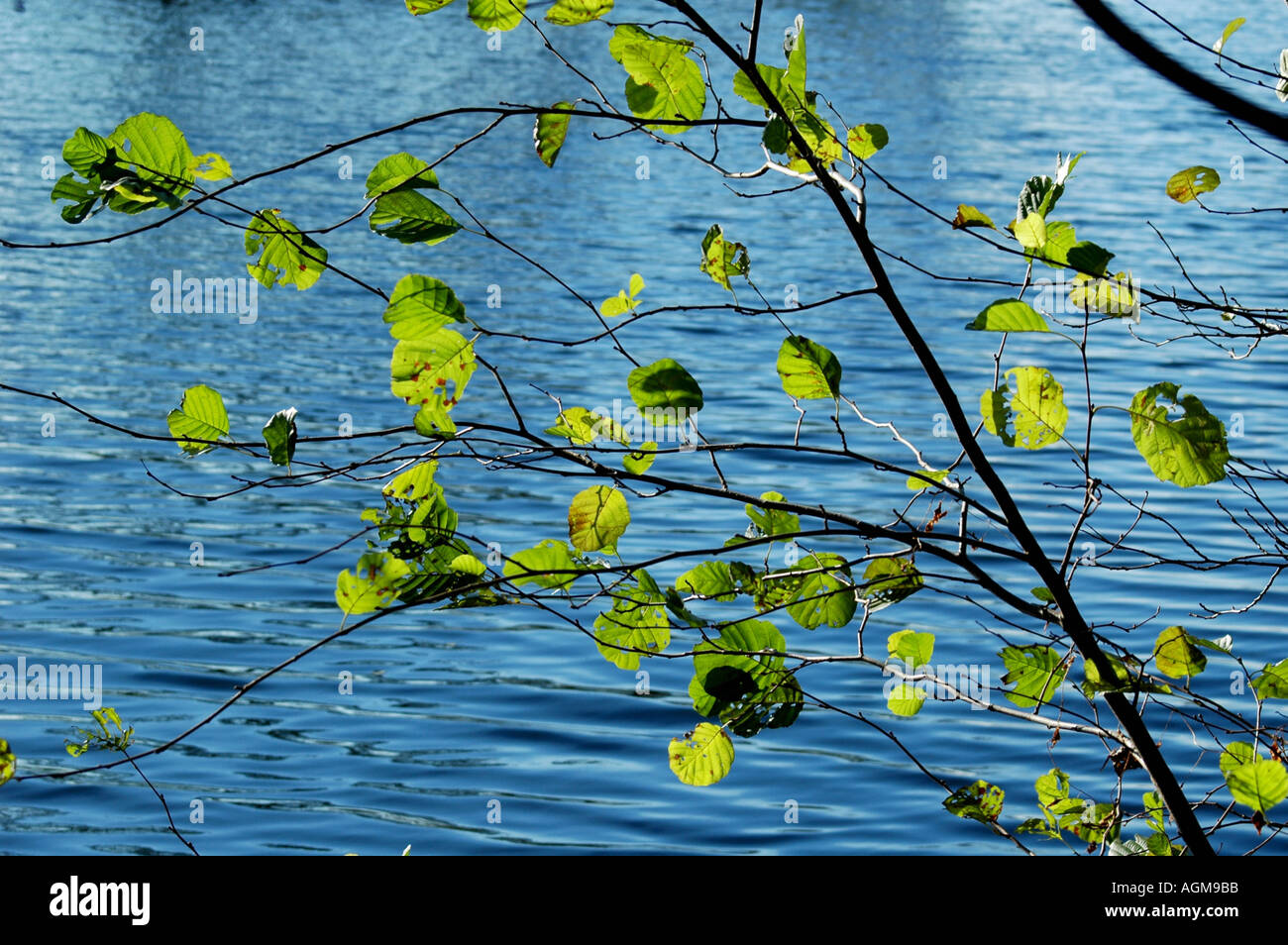 Water through leaves and twigs Stock Photo - Alamy