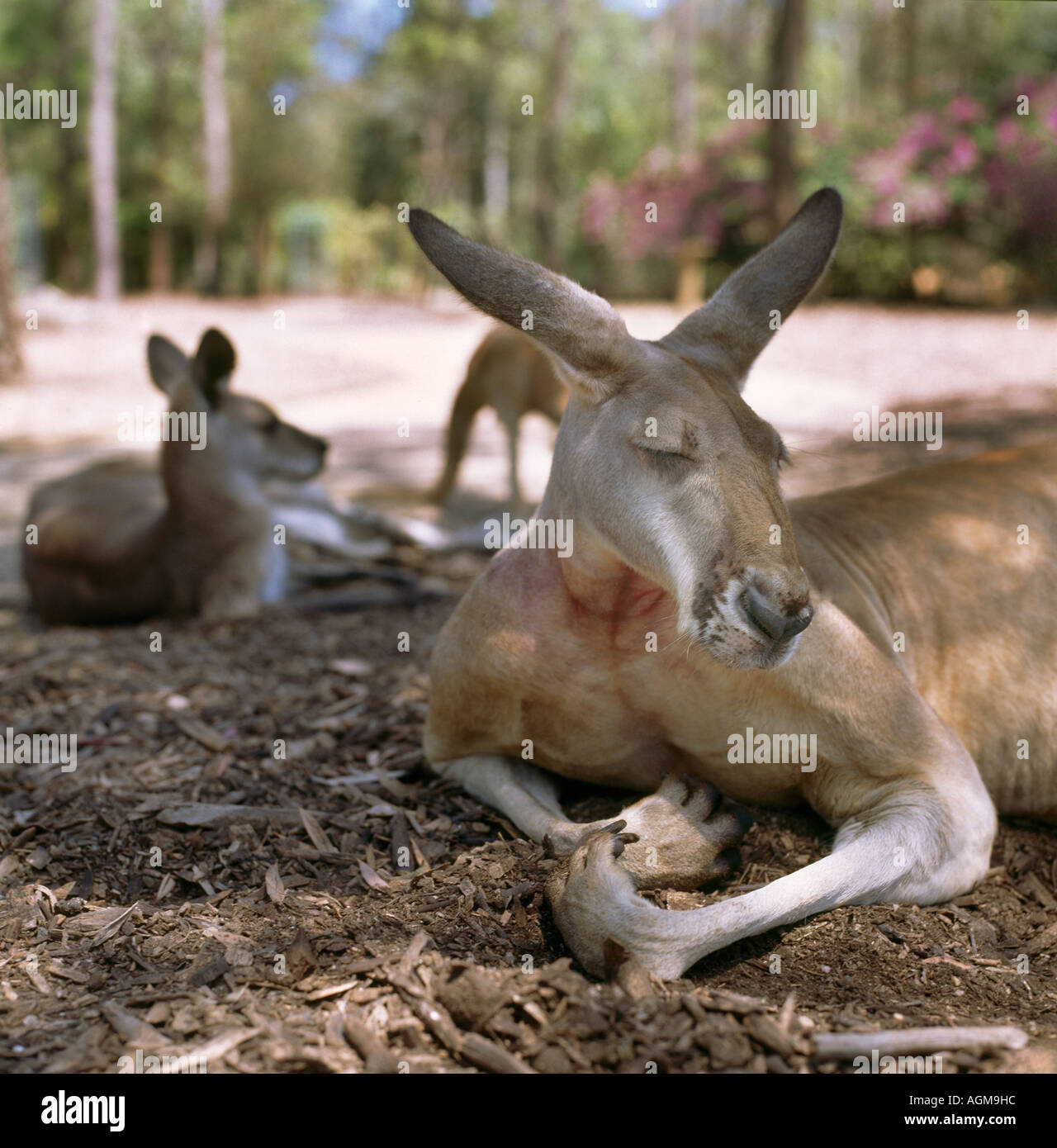 Queensland Australia Red Kangaroos Stock Photo - Alamy