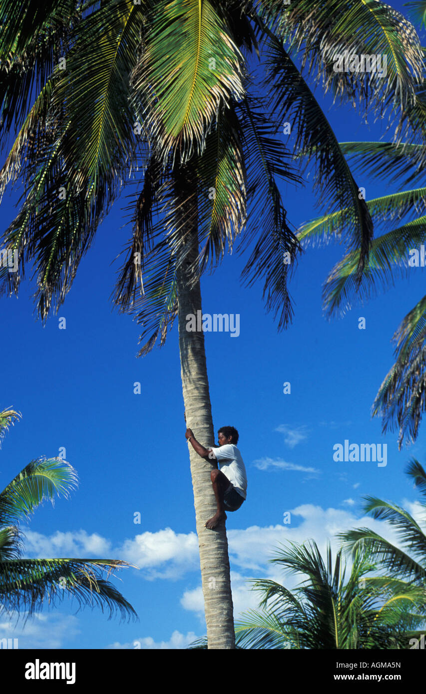 Costa Rica, Puerto Limon, Man climbing palm tree Stock Photo - Alamy Costa Rica, Puerto Limon, Man climbing palm tree Stock Photo - Alamy