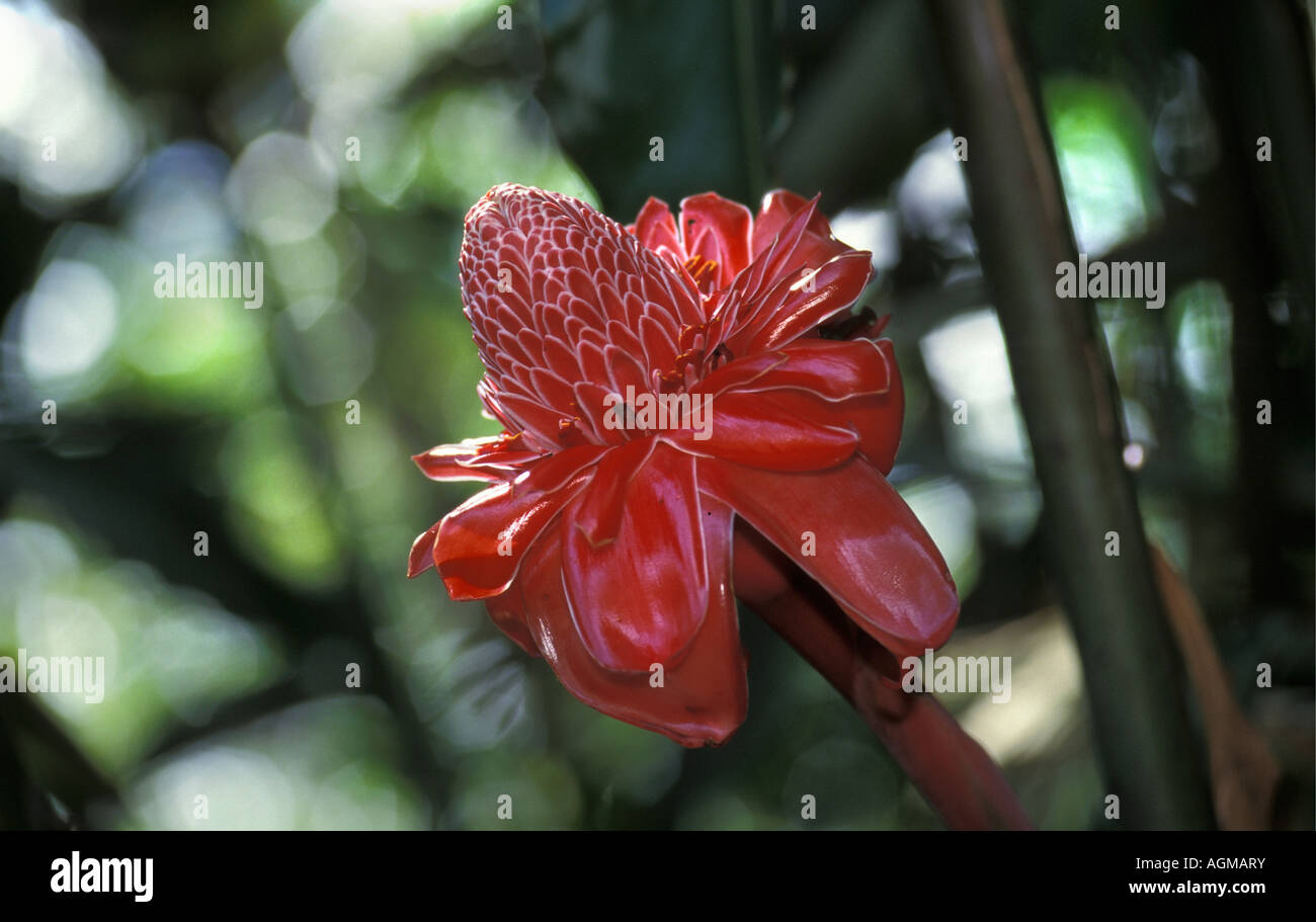 Costa Rica Fortuna Red flower Stock Photo - Alamy