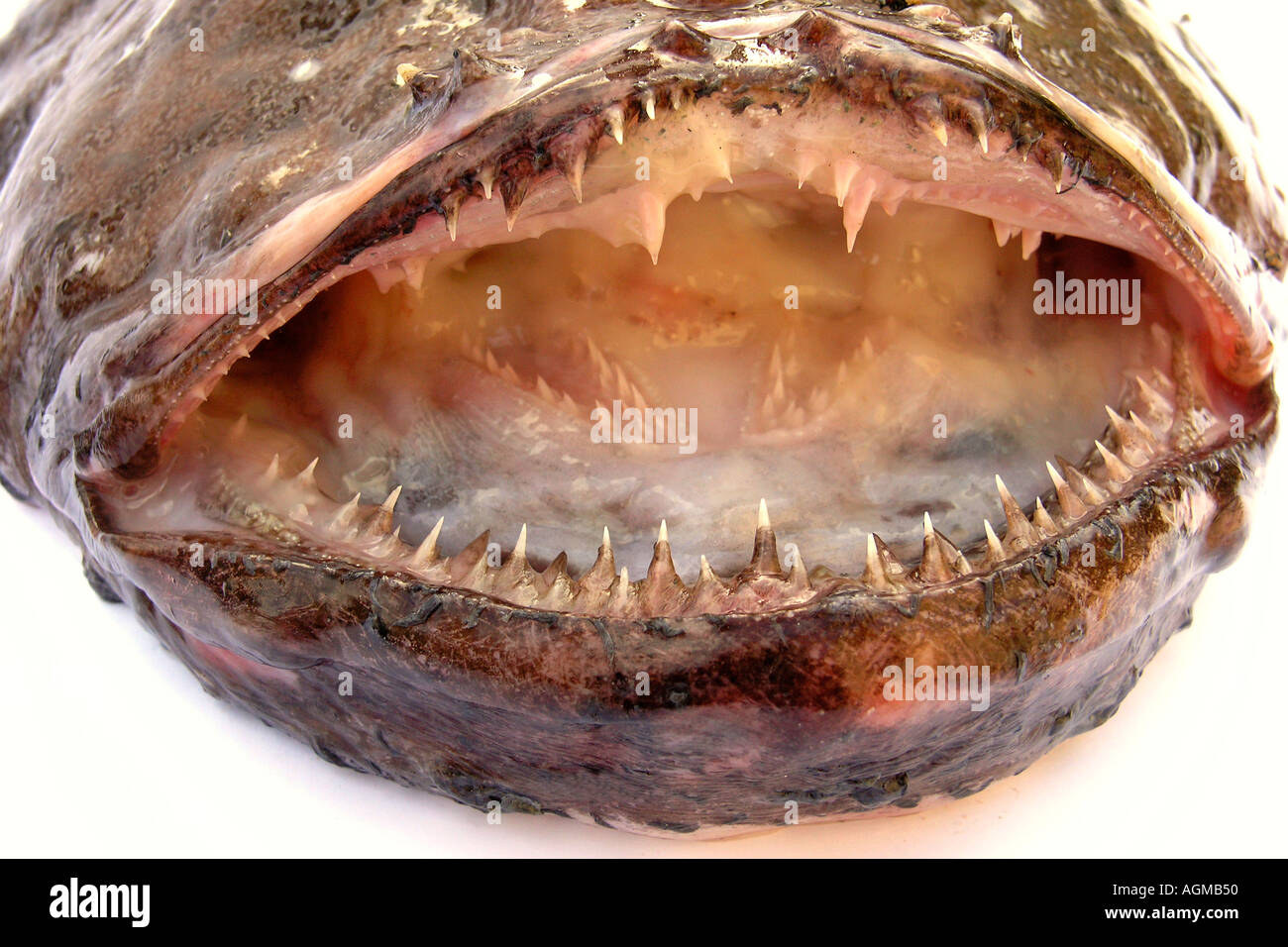 Monkfish head hi-res stock photography and images - Alamy