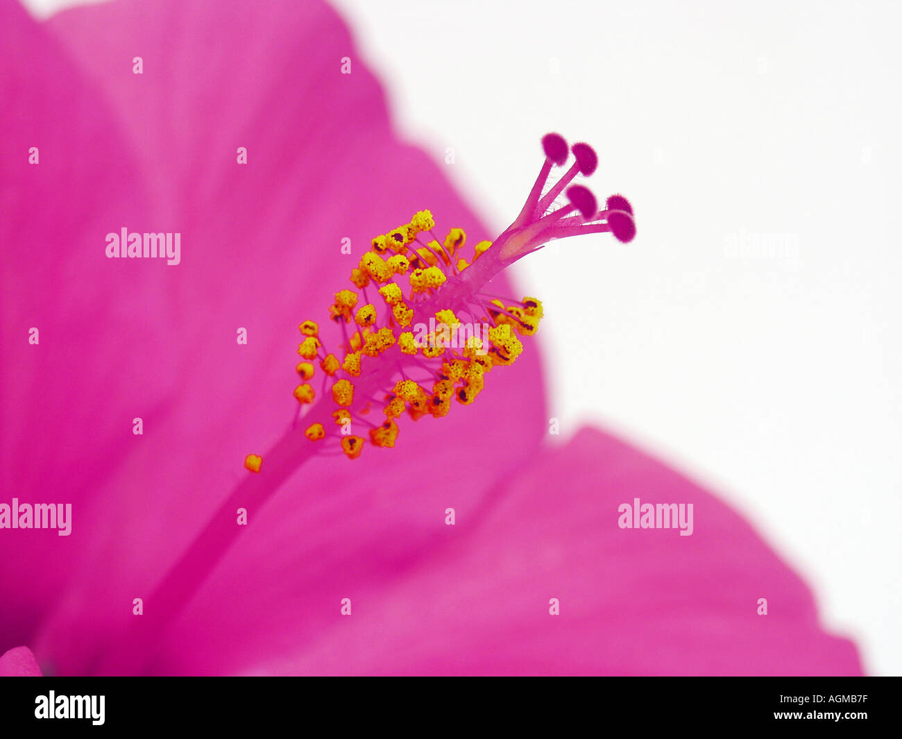Hybiscus rosa sinensis hi-res stock photography and images - Alamy