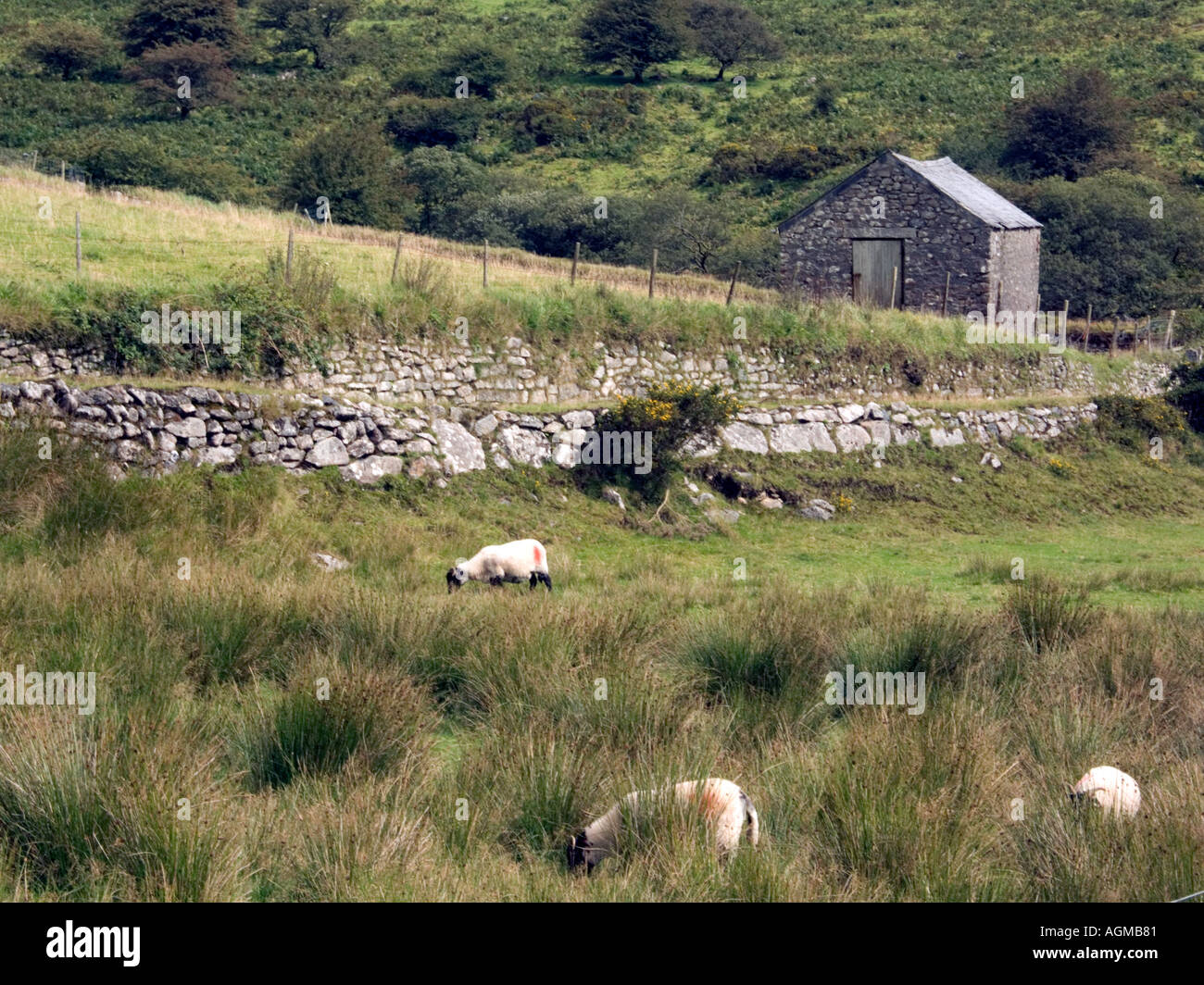 Devon dry stone walls hi-res stock photography and images - Alamy