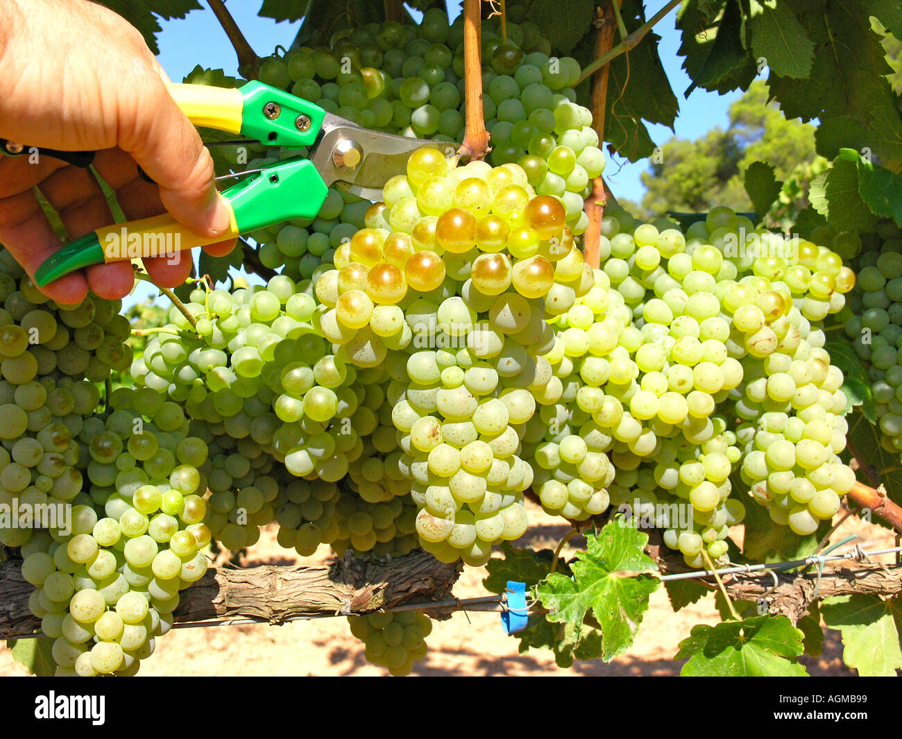 Harvesting green grapes Stock Photo - Alamy