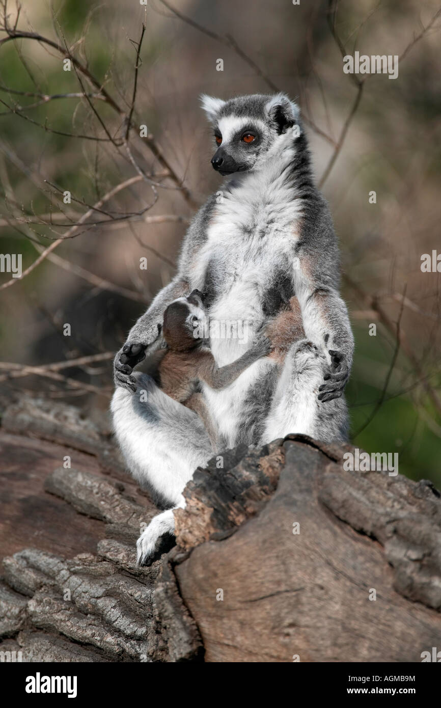 Kattas lemuren High Resolution Stock Photography and Images - Alamy