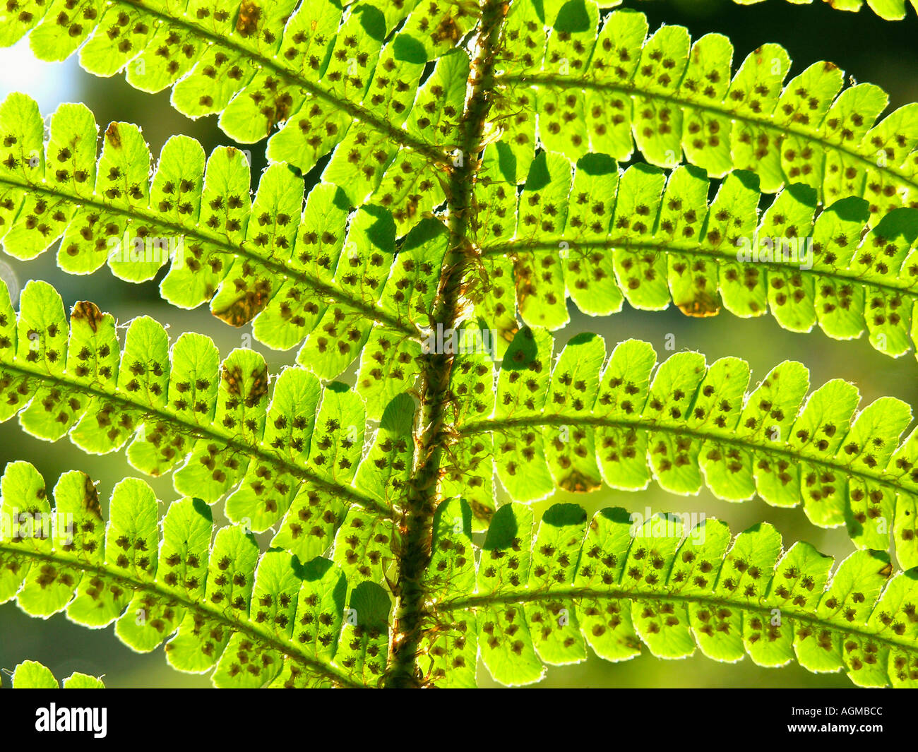 Green symmetry leaves fern hi-res stock photography and images - Alamy