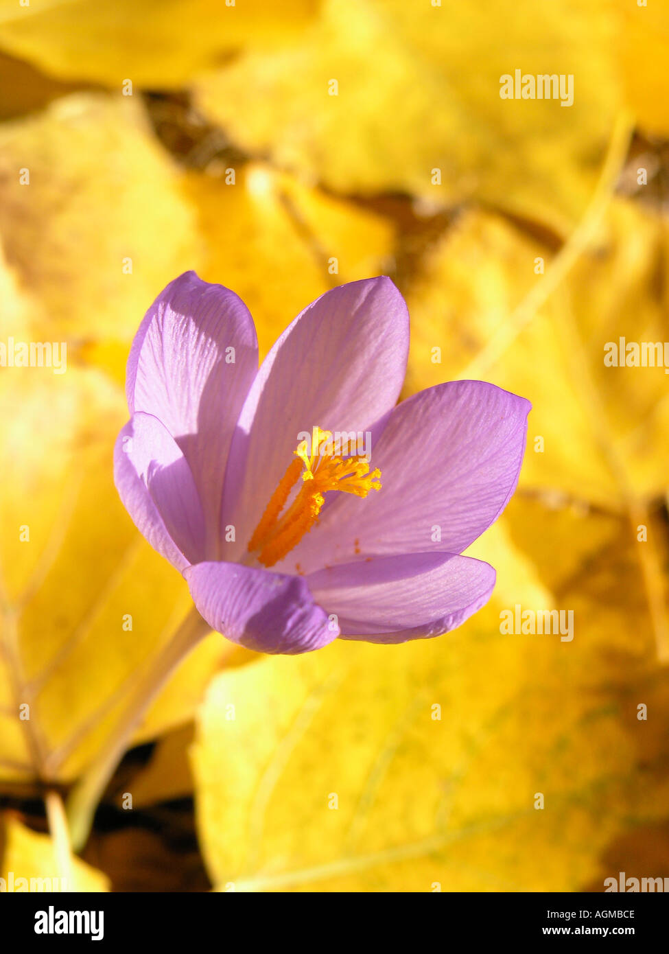Crocus with autumnal leaves hi-res stock photography and images - Alamy