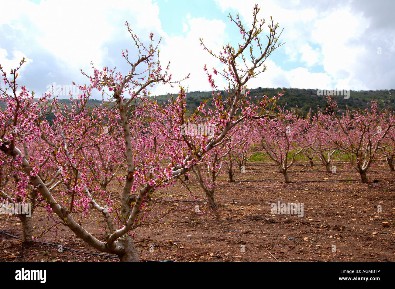Israel Upper Galilee pink Peach blossoms on Peach trees in a plantation ...