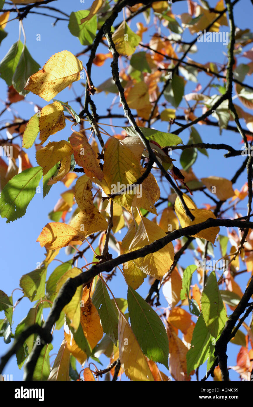 Autumn tree Stock Photo - Alamy