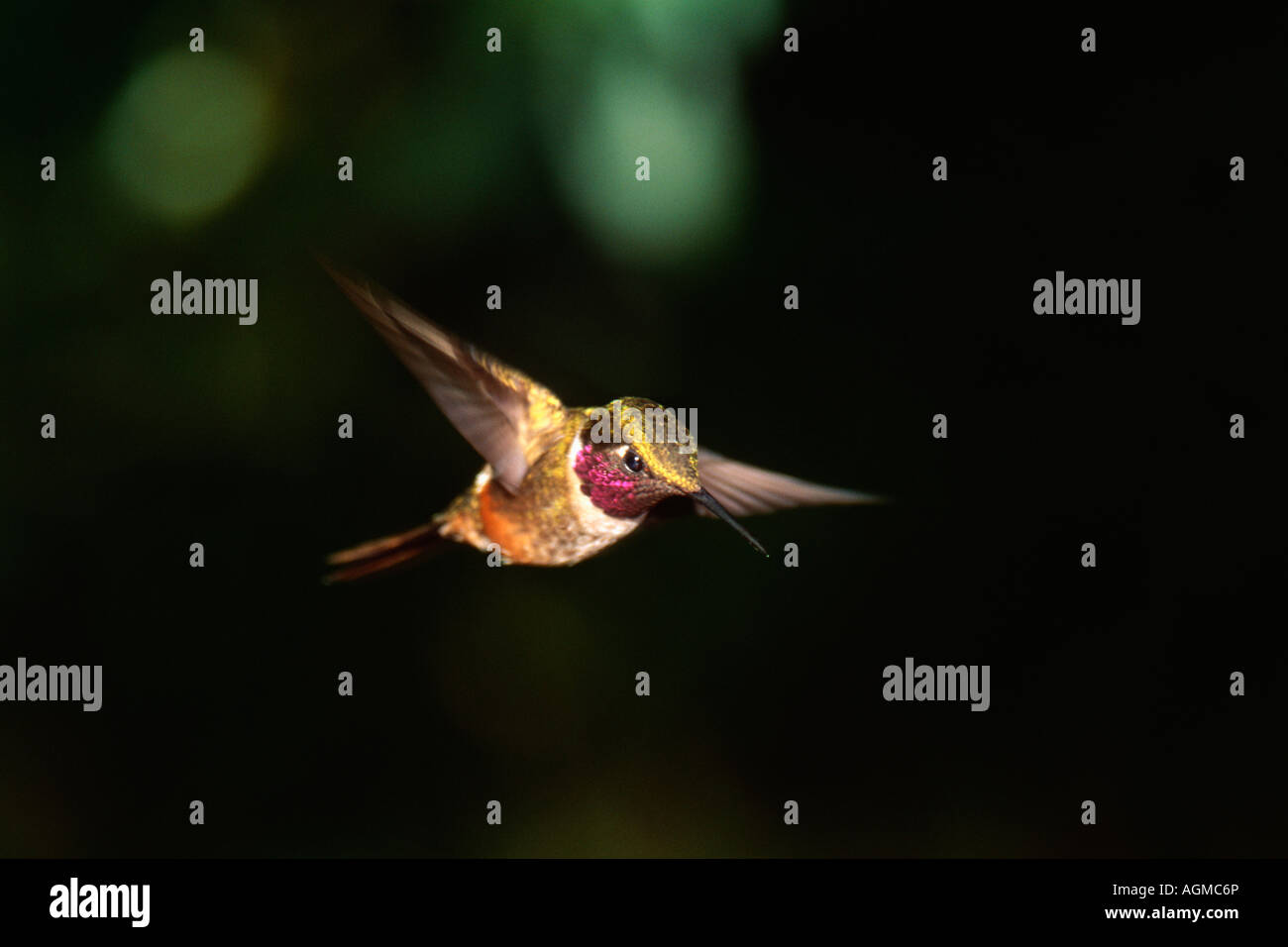 Costa Rica Monte Verde Cloud Forest National Park, Magenta Throated ...