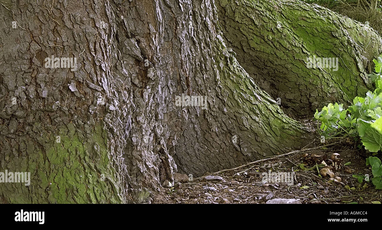 Root base hi-res stock photography and images - Alamy