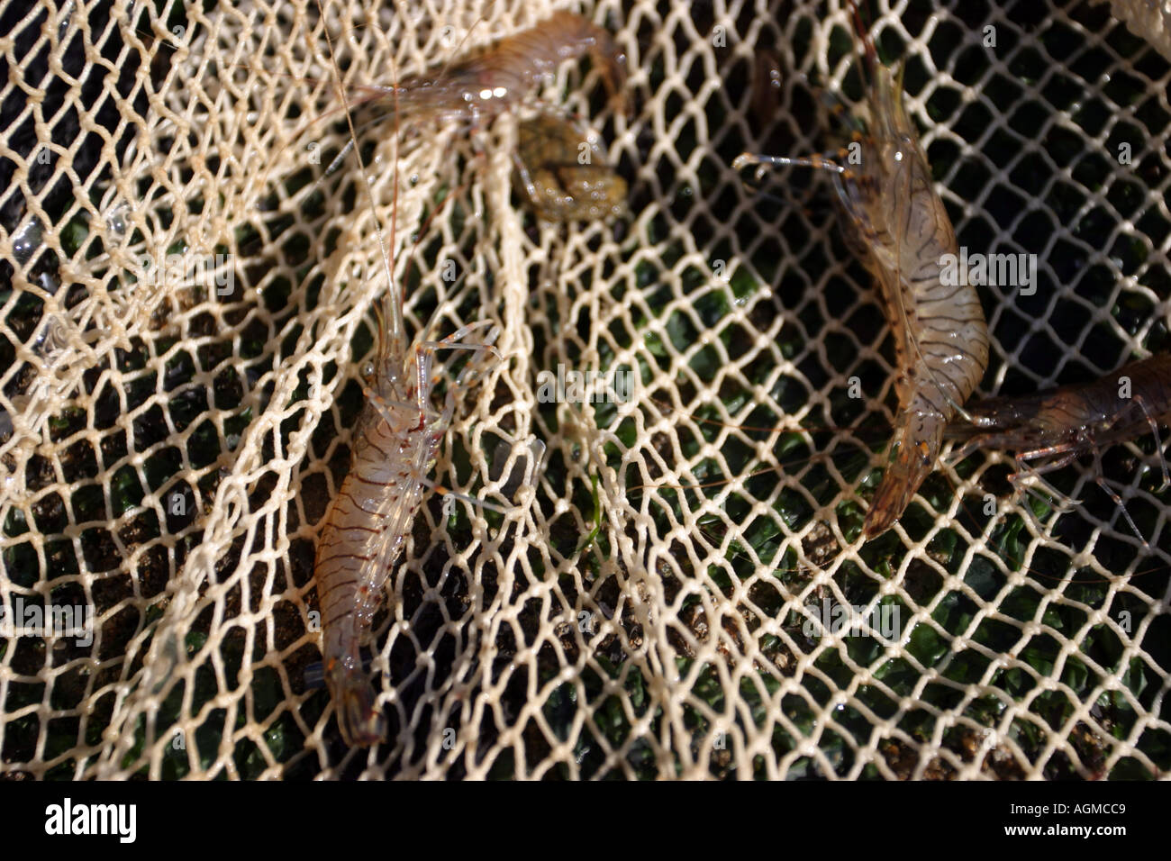 Shrimp in net close up hi-res stock photography and images - Alamy