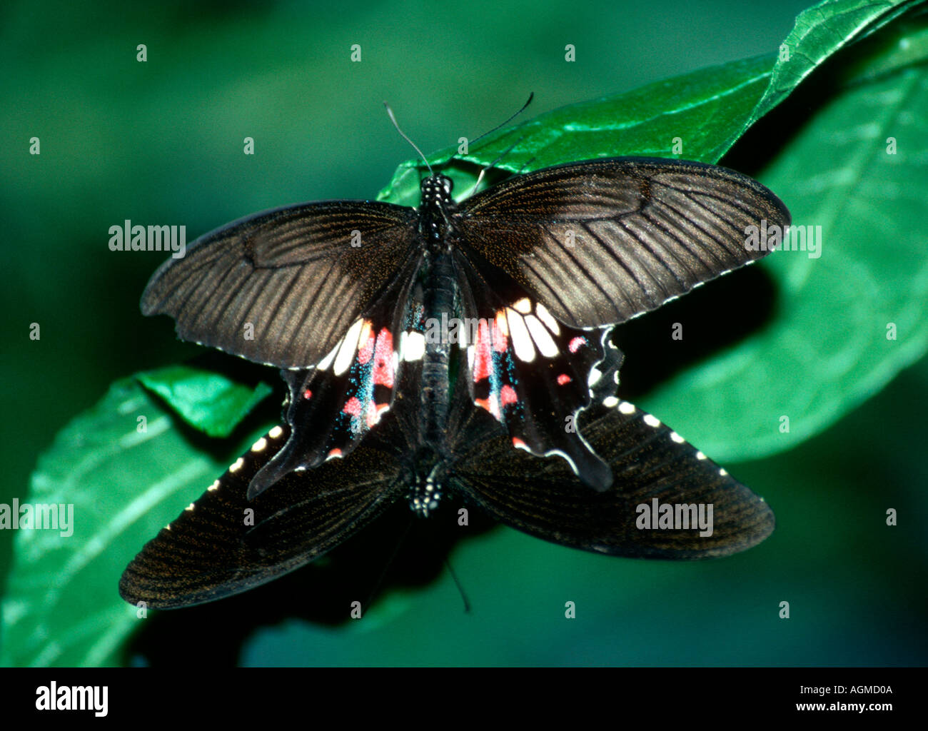 Common Rose Butterfly (Pachliopta aristolochiae Stock Photo - Alamy