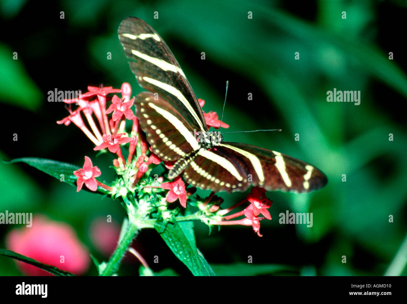 The Zebra Butterfly (Heliconius charitonius tuckeri Stock Photo - Alamy