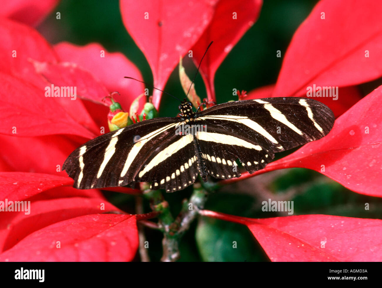 The Zebra Butterfly (Heliconius charitonius tuckeri Stock Photo - Alamy