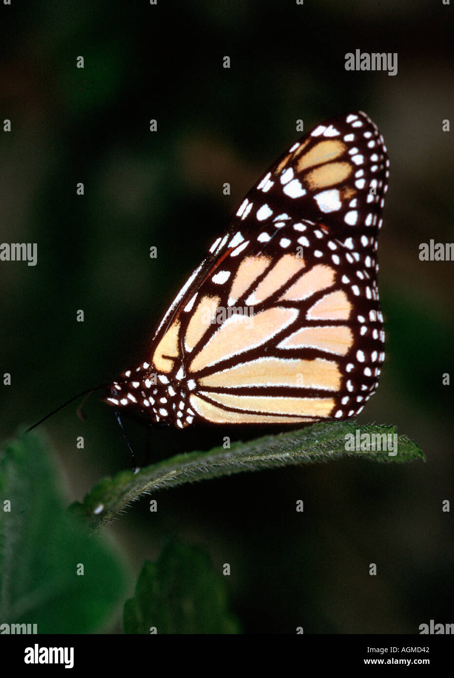 Monarch Butterfly (Danaus plexippus Stock Photo - Alamy