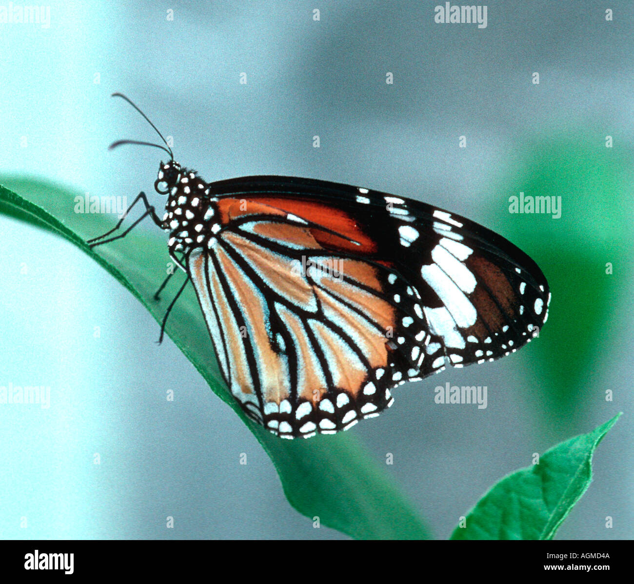 Black veined Tiger Butterfly (Danaus genutia Stock Photo - Alamy