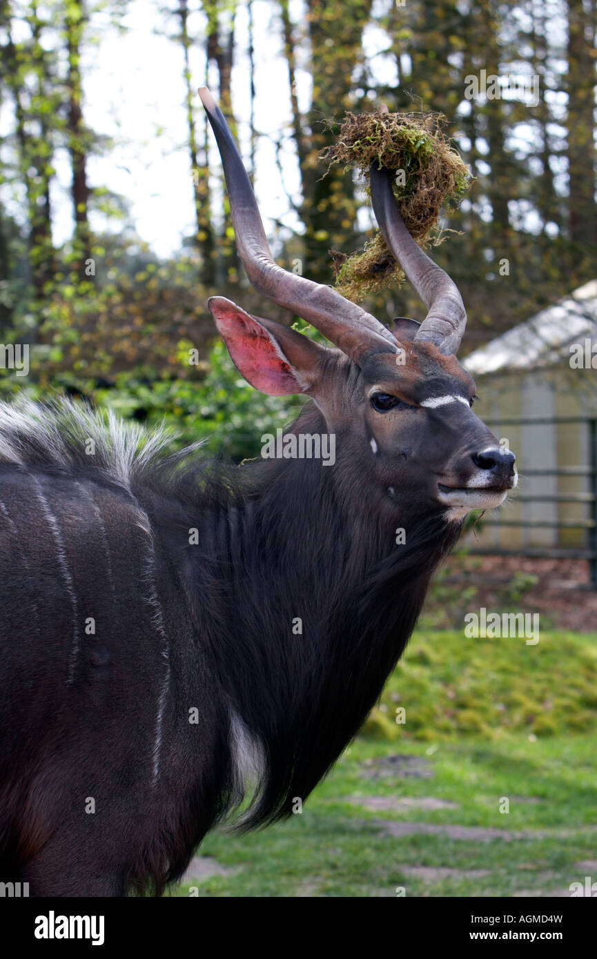 Addax (Addax nasomaculatus Stock Photo - Alamy