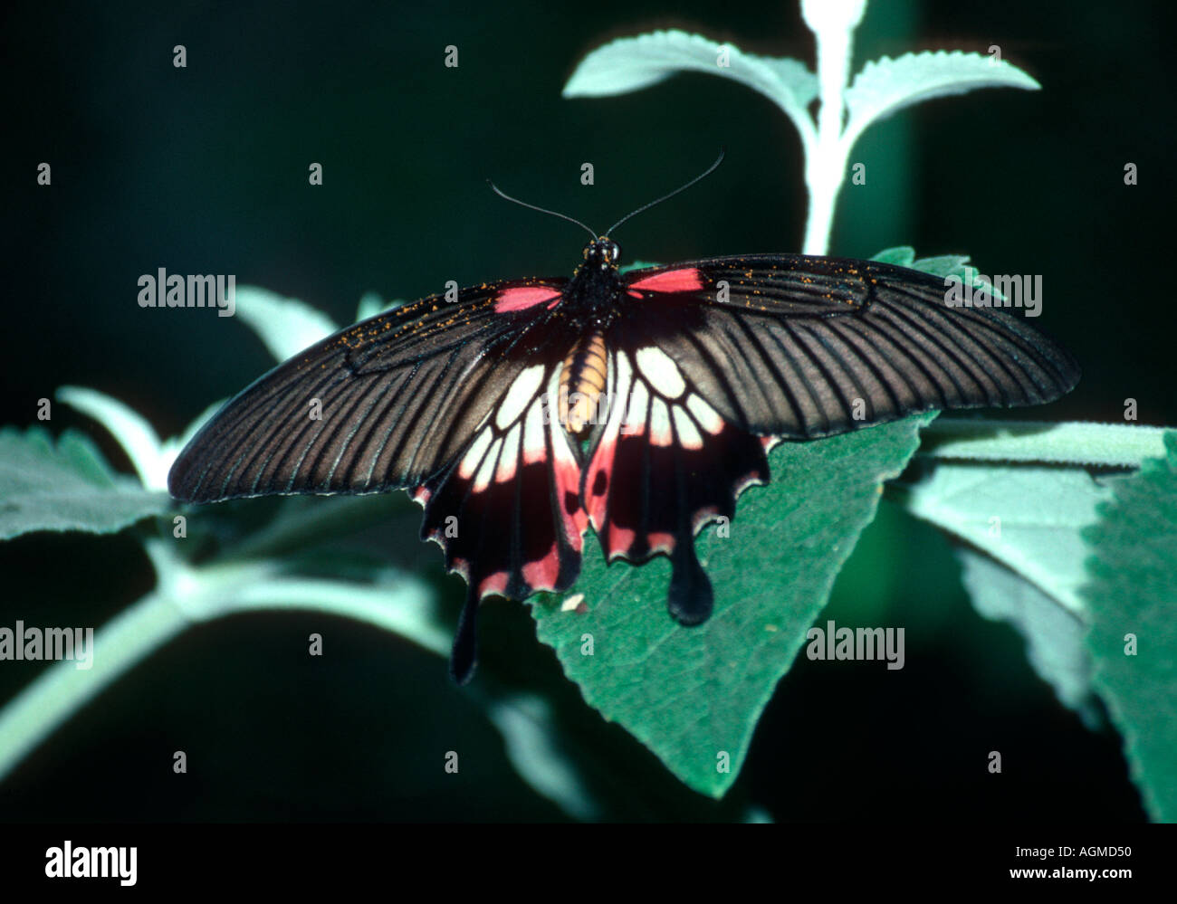 Common Rose Butterfly (Pachliopta aristolochiae Stock Photo - Alamy