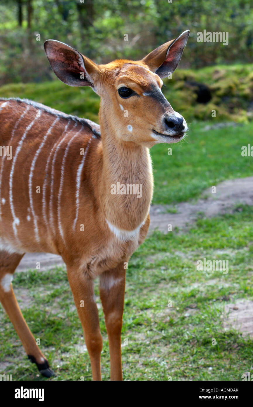 Antelope with stripes hi-res stock photography and images - Alamy