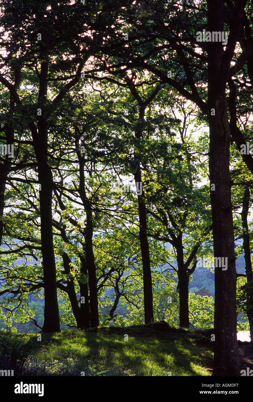 Backlit Trees in Lake District Vertical Format Stock Photo - Alamy