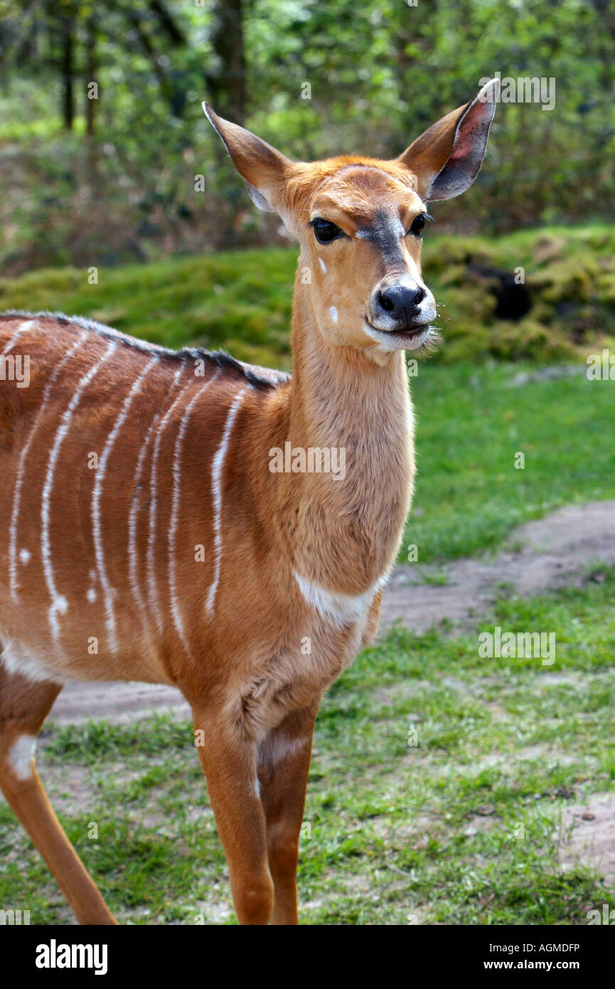 Antelope with stripes hi-res stock photography and images - Alamy