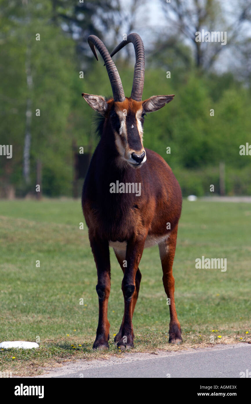 Sable Antelope (Hippotragus niger Stock Photo - Alamy