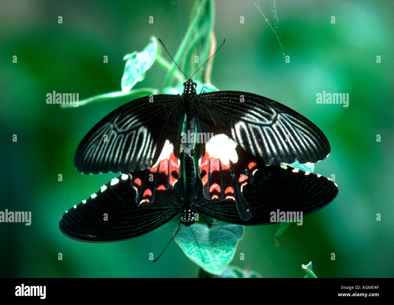 Common Rose Butterfly (Pachliopta aristolochiae Stock Photo - Alamy