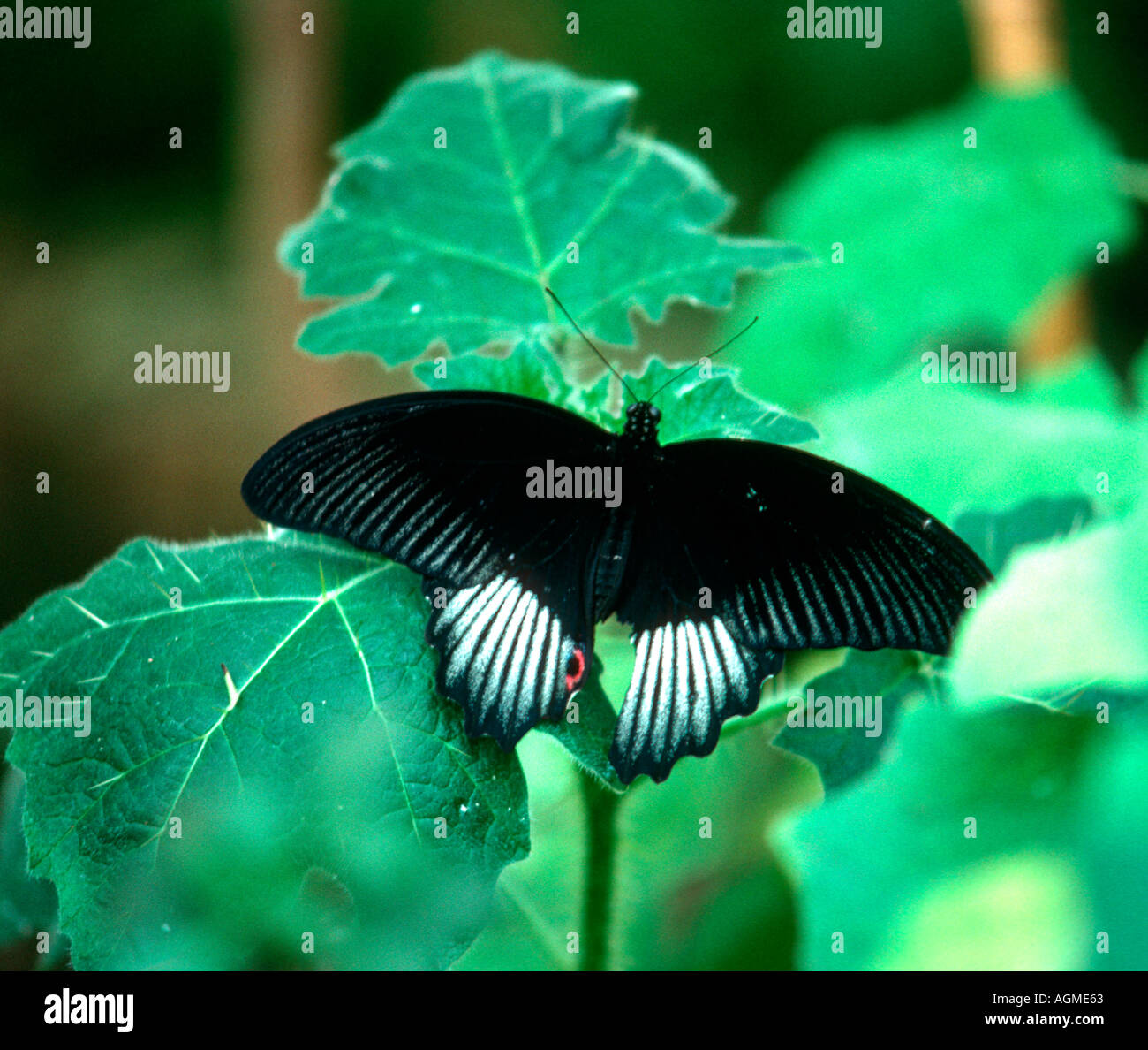 Papilio aegeus ormenus hi-res stock photography and images - Alamy