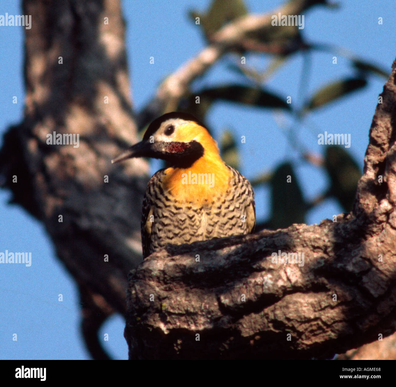 Campo flicker Colaptes campestris Pica pau do campo Pantanal Mato ...