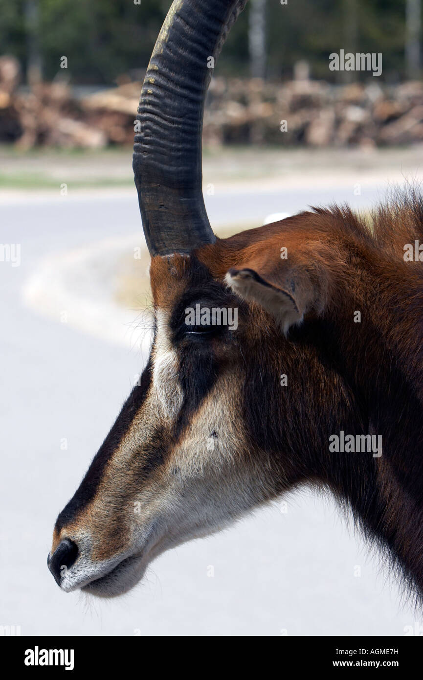Sable Antelope (Hippotragus niger Stock Photo - Alamy