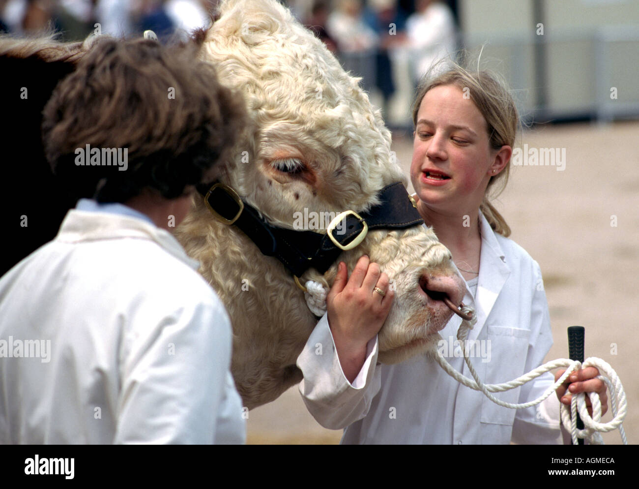 Prize bull with ring through nose being exhibited at the Devon County ...
