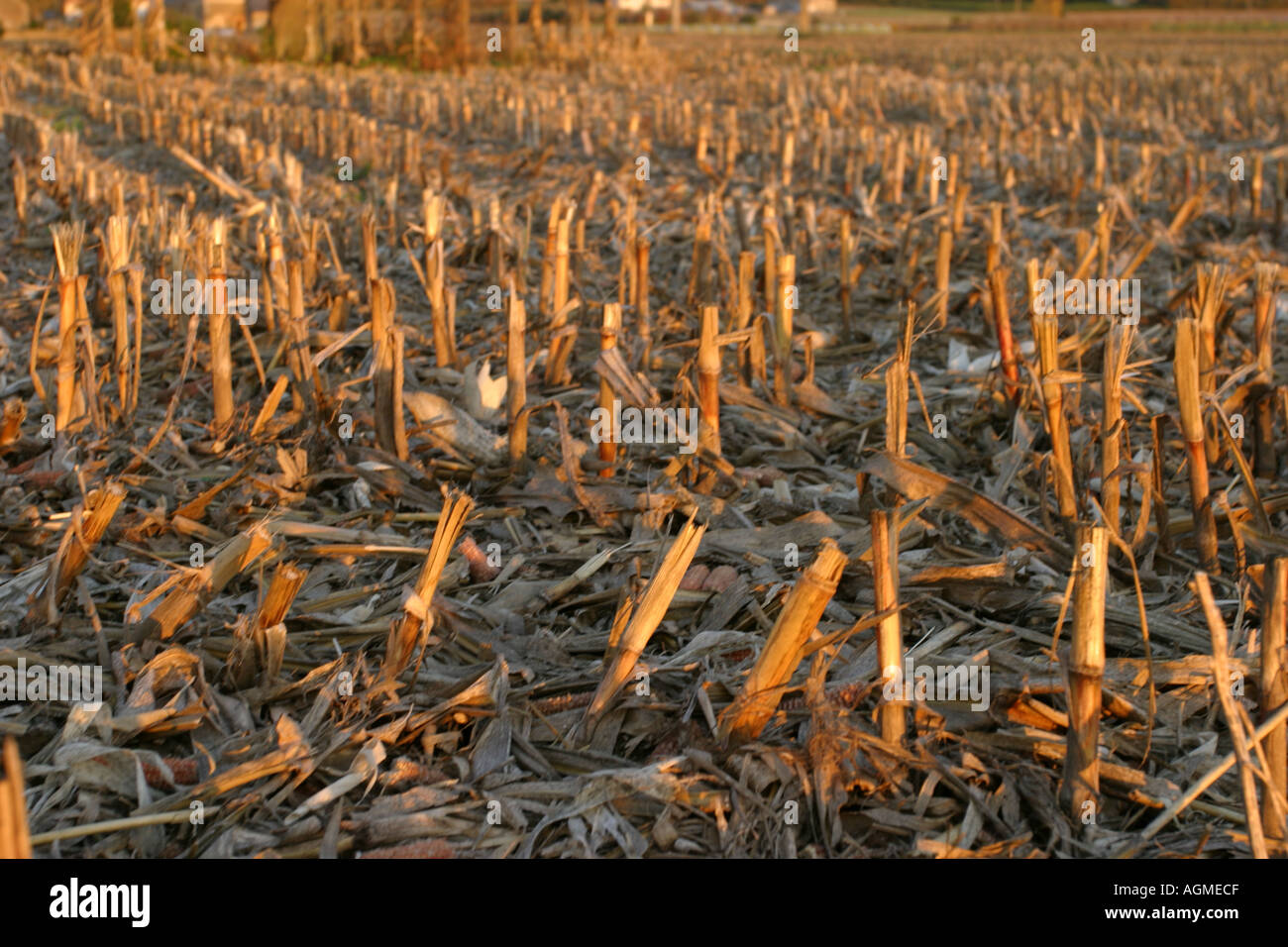 Corn field in France Stock Photo - Alamy