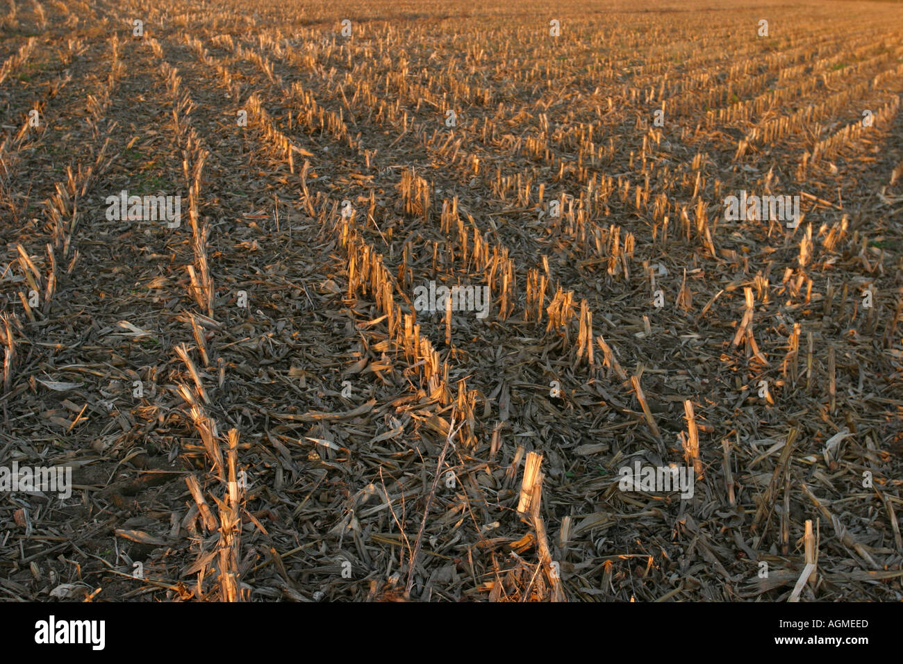 Corn field in France Stock Photo - Alamy