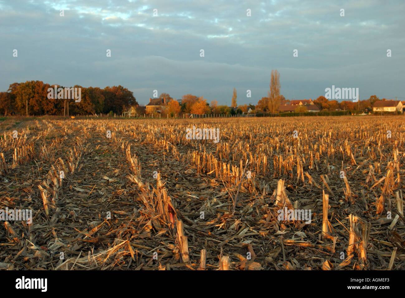 Corn field in France Stock Photo - Alamy
