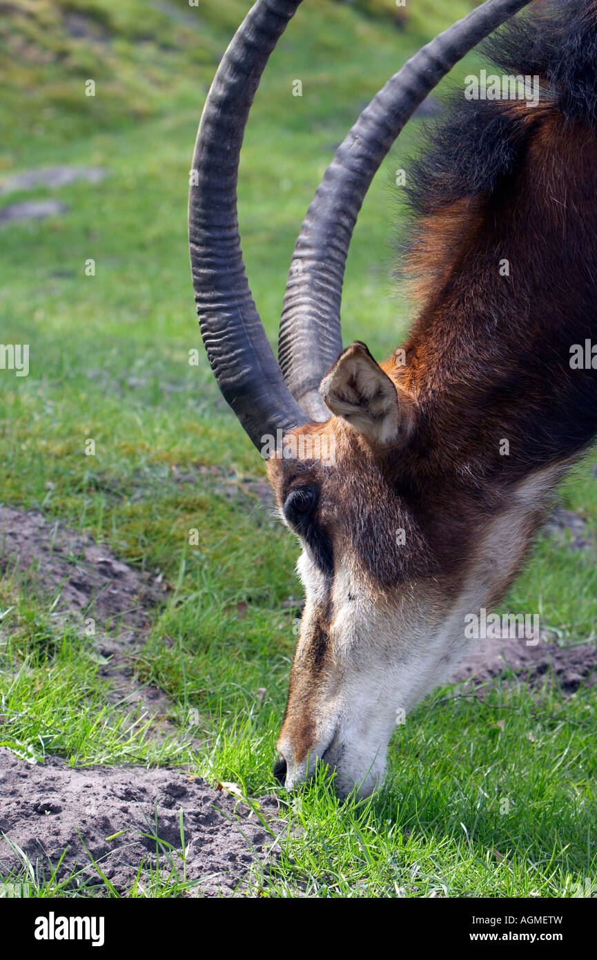Sable Antelope (Hippotragus niger Stock Photo - Alamy