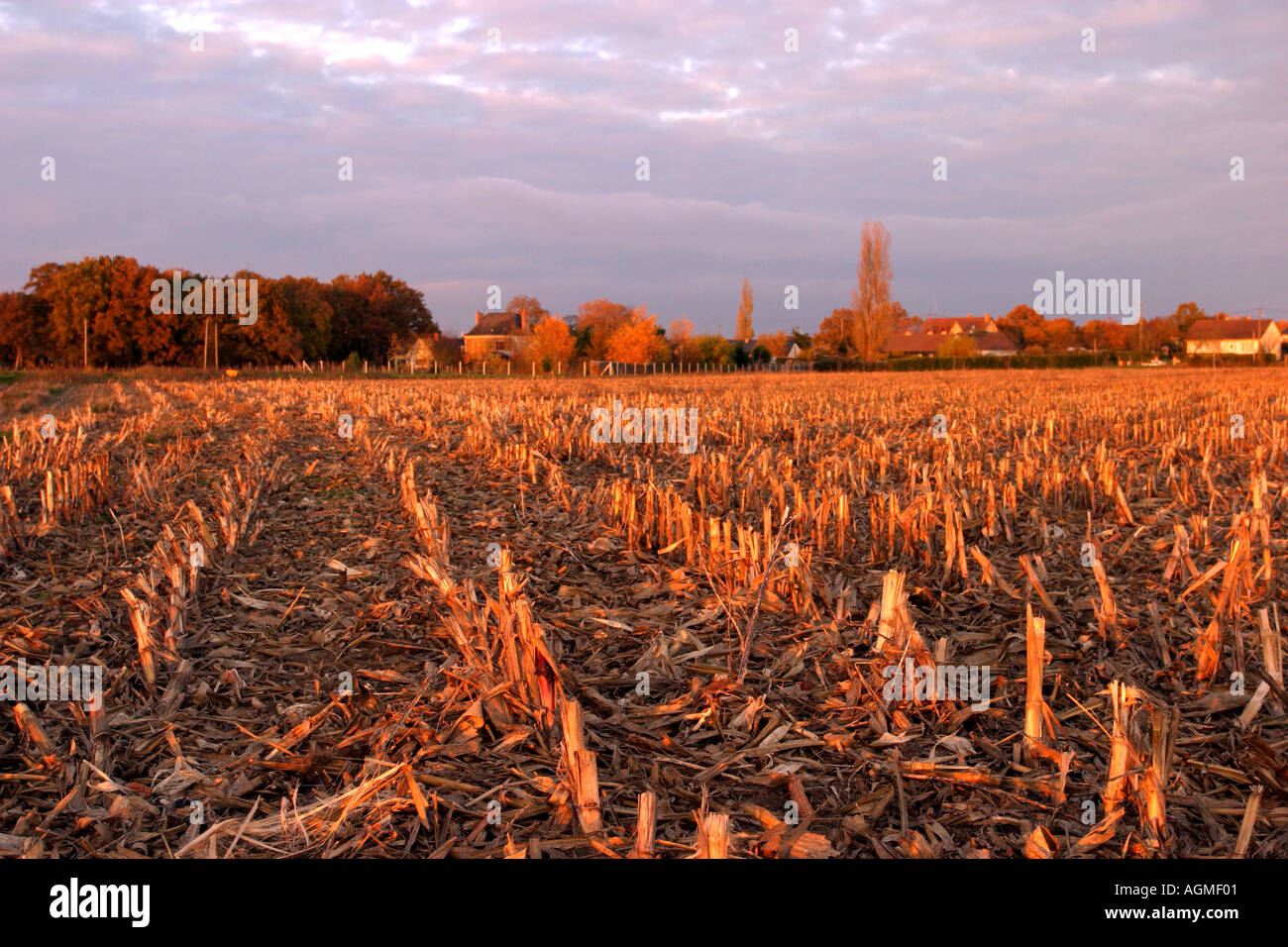 Corn field in France Stock Photo - Alamy